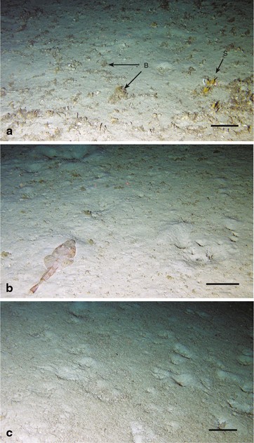 Neritic Depositional Environments | SpringerLink
