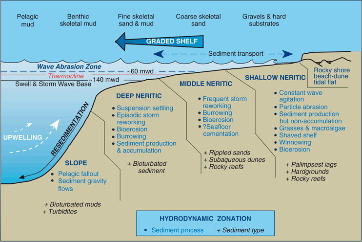 Neritic Depositional Environments | SpringerLink