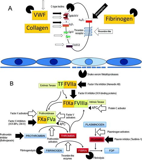 Snakebite-Induced Coagulopathy and Bleeding Disorders | SpringerLink