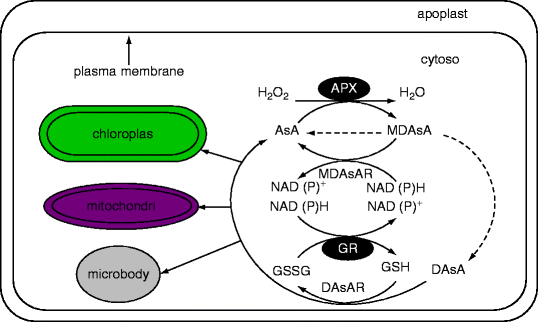 Role of Ascorbate Peroxidase and Glutathione Reductase in Ascorbate ...