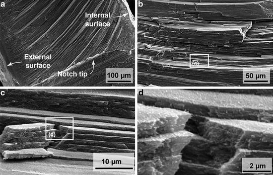 Chitin Nanostructures in Living Organisms | SpringerLink