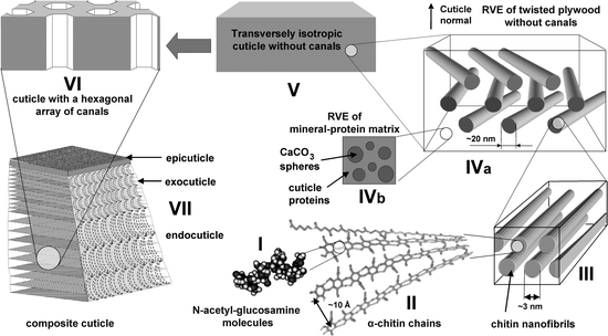 Chitin in the Exoskeletons of Arthropoda: From Ancient Design to Novel ...