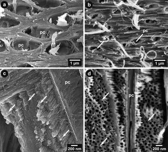 Chitin in the Exoskeletons of Arthropoda: From Ancient Design to Novel ...