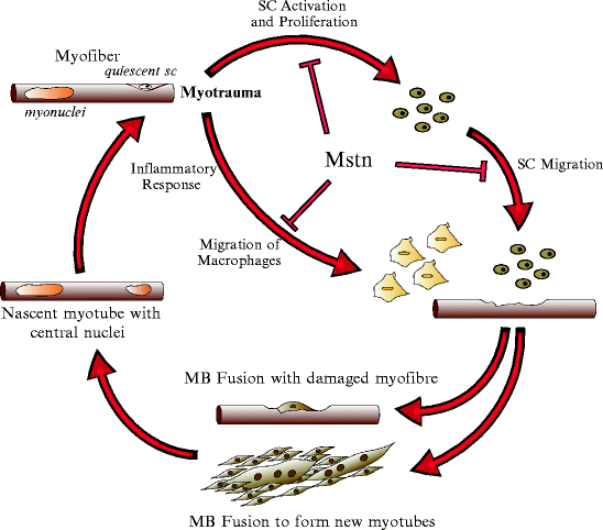 Role of Myostatin in Skeletal Muscle Growth and Development ...