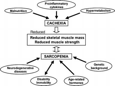 Muscle Wasting in Cancer and Ageing: Cachexia Versus Sarcopenia ...
