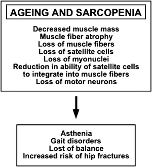 Muscle Wasting in Cancer and Ageing: Cachexia Versus Sarcopenia ...
