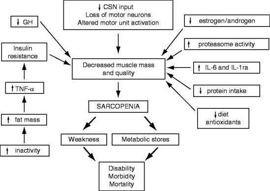 Muscle Wasting in Cancer and Ageing: Cachexia Versus Sarcopenia ...