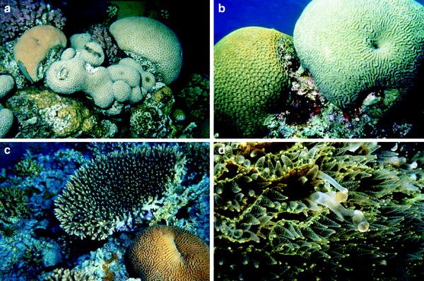 Competition Among Sessile Organisms on Coral Reefs | SpringerLink