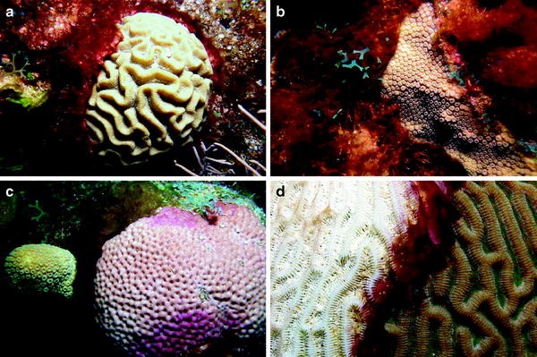 Competition Among Sessile Organisms on Coral Reefs | SpringerLink