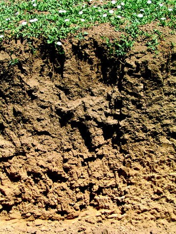 Long-Term Effects of Organic Amendments on Soil Fertility | SpringerLink