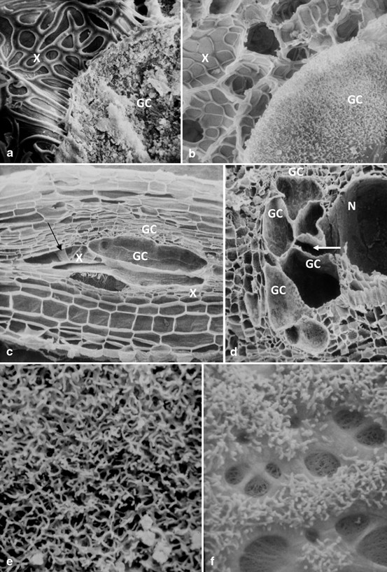 Root-knot Nematodes and Giant Cells | SpringerLink