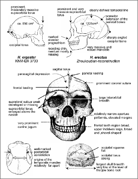 The Genus Homo: Origin, Speciation and Dispersal | SpringerLink