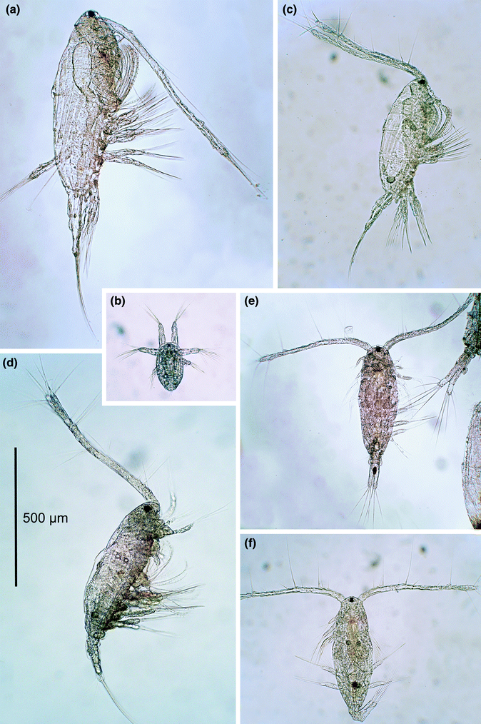 The pelagic food web | SpringerLink