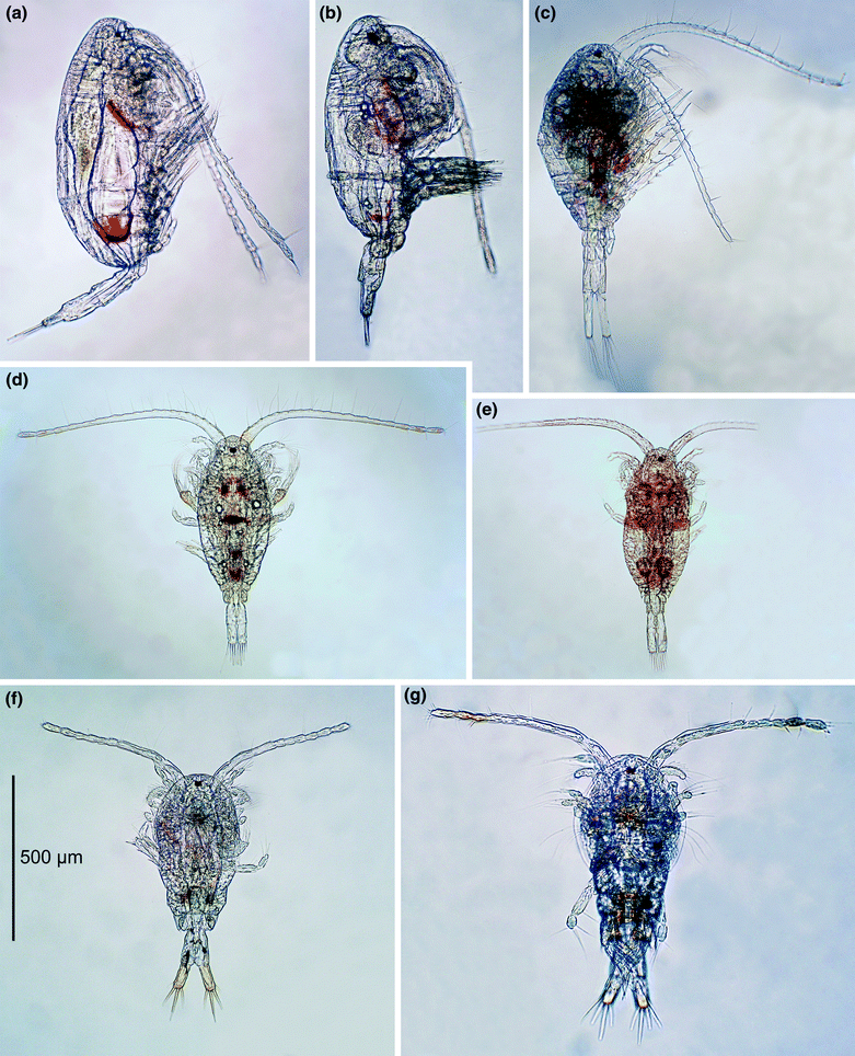 The pelagic food web | SpringerLink