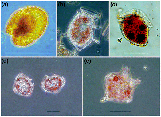 The pelagic food web | SpringerLink