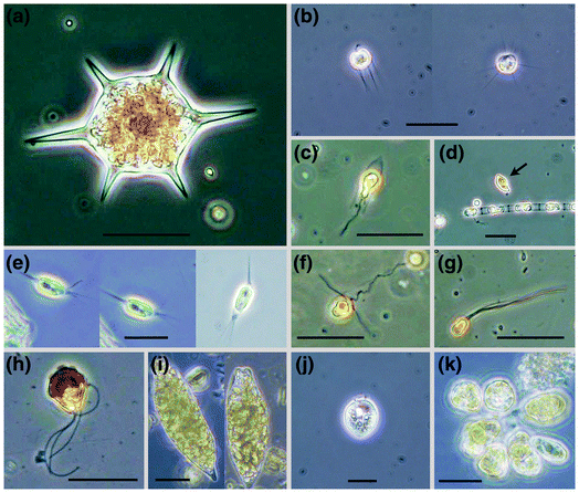 The pelagic food web | SpringerLink