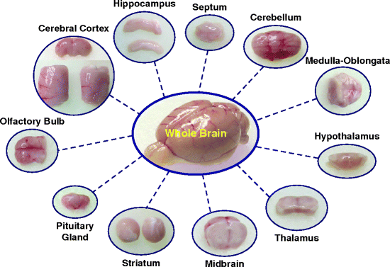 Brain Proteomics: Sample Preparation Techniques for the Analysis of Rat ...