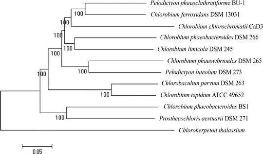 Comparative and Functional Genomics of Anoxygenic Green Bacteria from ...