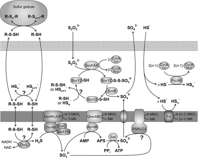 Comparative and Functional Genomics of Anoxygenic Green Bacteria from ...