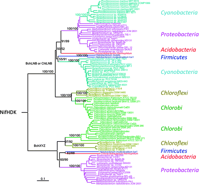 Comparative and Functional Genomics of Anoxygenic Green Bacteria from ...