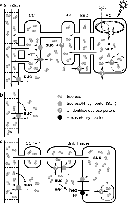 Sucrose Transport in Higher Plants: From Source to Sink | SpringerLink