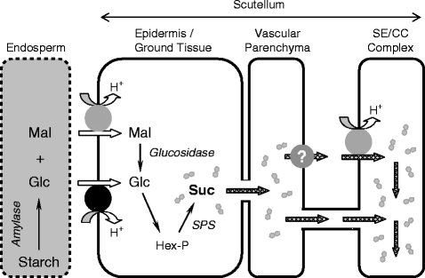 Sucrose Transport in Higher Plants: From Source to Sink | SpringerLink