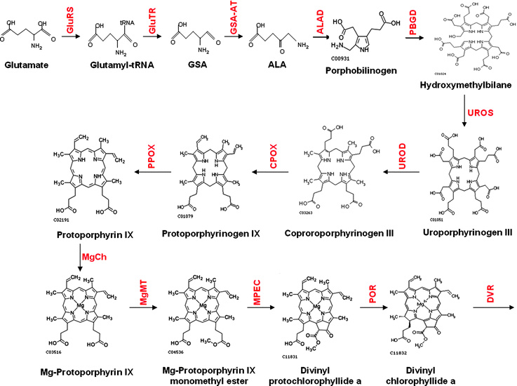 Chlorophyll Biosynthesis in Higher Plants | SpringerLink