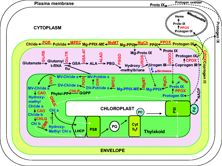 Chlorophyll Biosynthesis in Higher Plants | SpringerLink