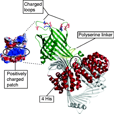 Vitellogenin in Honey Bee Behavior and Lifespan | SpringerLink