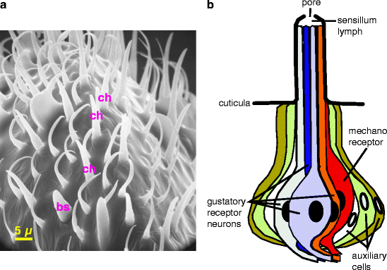 Taste Perception in Honey Bees | SpringerLink