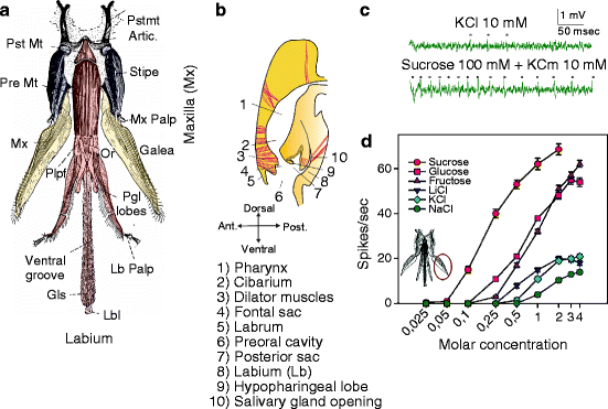 Taste Perception in Honey Bees | SpringerLink