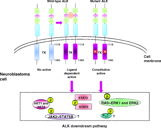 Advanced Neuroblastoma: Role of ALK Mutations | SpringerLink