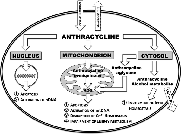 Anthracyclines and Mitochondria | SpringerLink