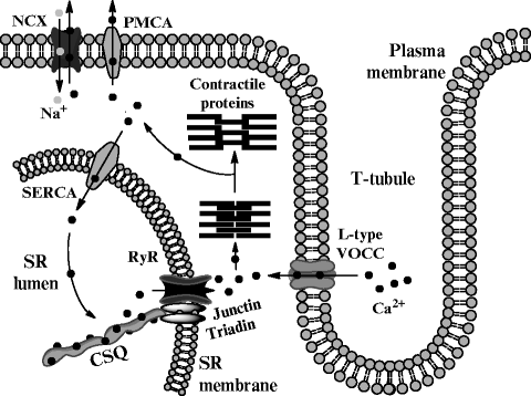 Calcium Binding Proteins | SpringerLink