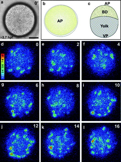 Calcium Imaging in the Zebrafish | SpringerLink