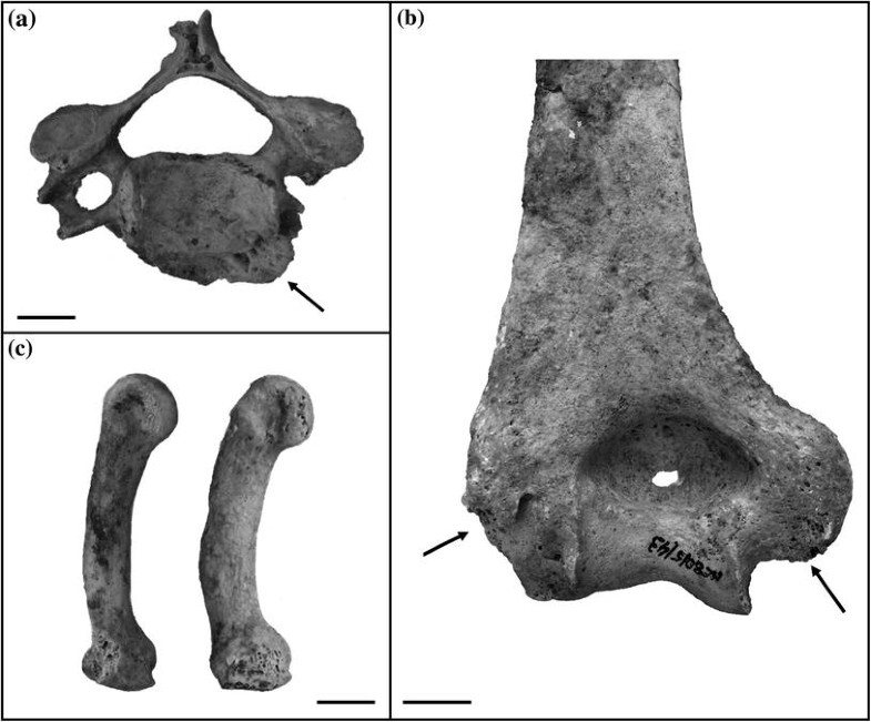The Upper Paleolithic Human Remains of Nazlet Khater 2 (Egypt) and Past ...