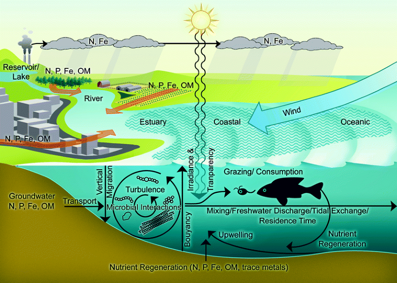 Marine Plankton | SpringerLink
