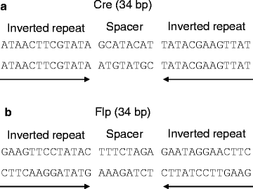 Cre/loxP, Flp/FRT Systems and Pluripotent Stem Cell Lines | SpringerLink