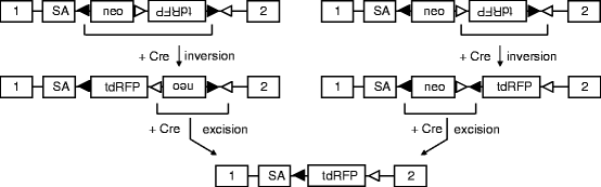 Cre/loxP, Flp/FRT Systems and Pluripotent Stem Cell Lines | SpringerLink
