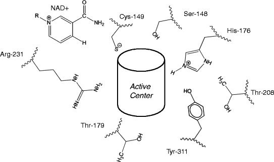 Basic Biology of GAPDH | SpringerLink