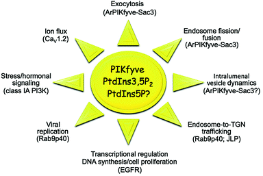 PIKfyve and its Lipid Products in Health and in Sickness | SpringerLink