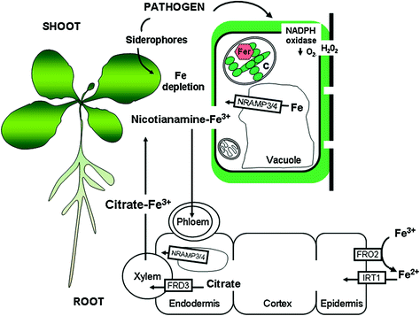 Iron in Plant–Pathogen Interactions | SpringerLink