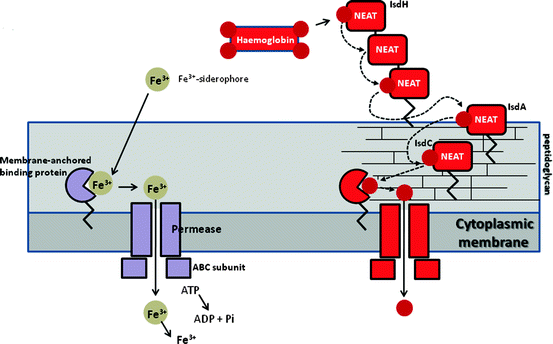 Control of Iron Metabolism in Bacteria | SpringerLink