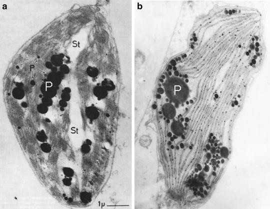 Plastoglobuli, Thylakoids, Chloroplast Structure and Development of ...