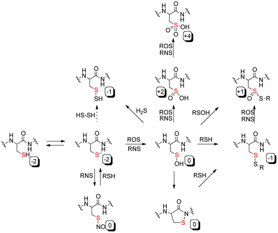 The Chemistry of Thiol Oxidation and Detection | SpringerLink