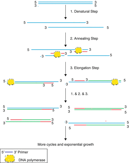 Nanotechnology Applications in Polymerase Chain Reaction (PCR ...