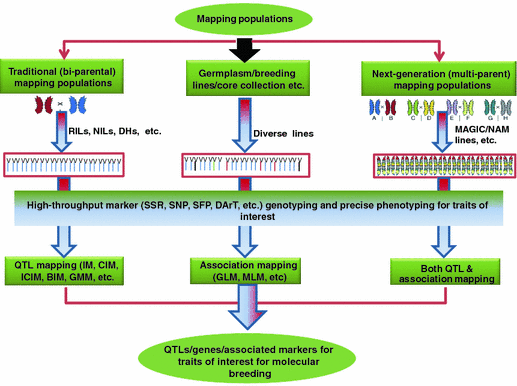 QTL Mapping: Methodology and Applications in Cereal Breeding | SpringerLink