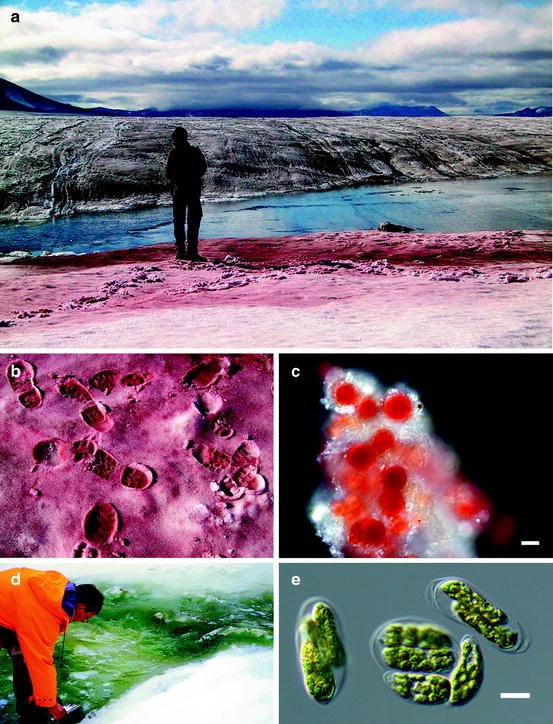 Snow Algae: Adaptation Strategies to Survive on Snow and Ice | SpringerLink