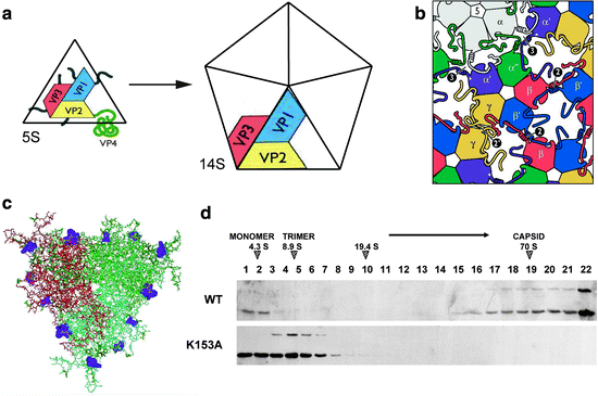 Assembly of Simple Icosahedral Viruses | SpringerLink