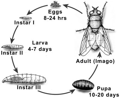 Maggot Therapy | SpringerLink